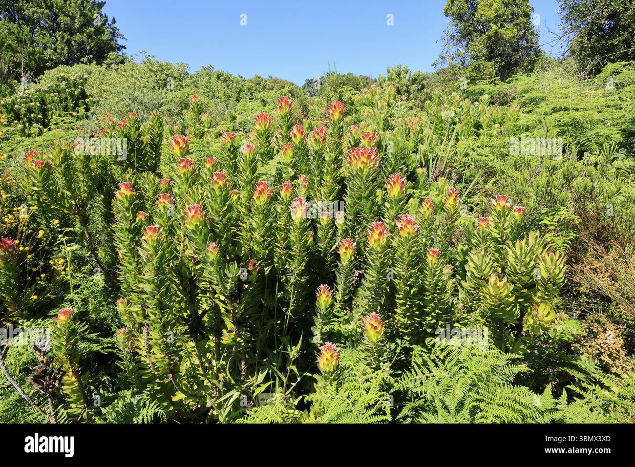 Mimetes cucullatus, flower, flowering, shrub, Kirstenbosch Botanical ...