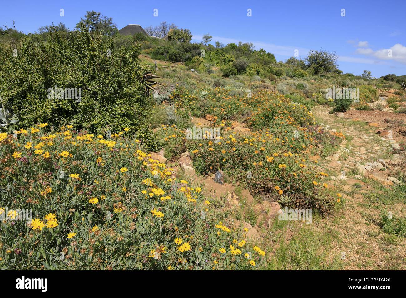 Karoo Desert National Botanical Garden, landscape, in spring, semi ...