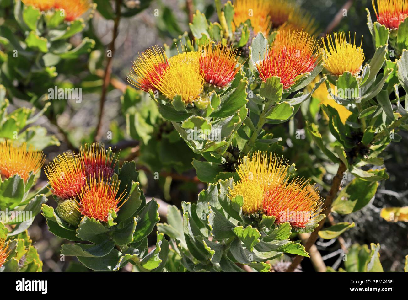 Pincushion protea (Leucospermum oleifolium), flower, in bloom ...