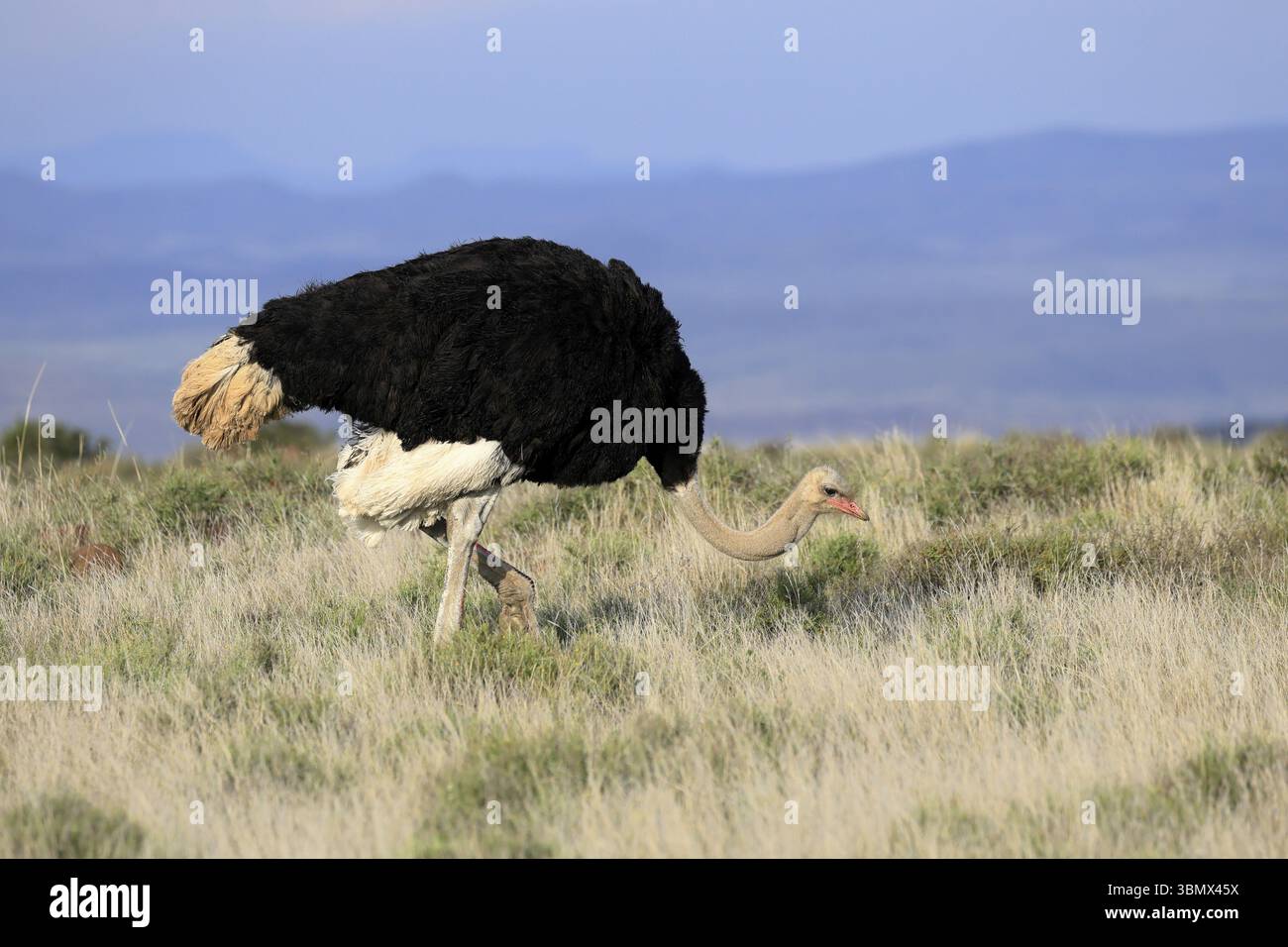 South African ostrich (Struthio camelus australis), adult, male ...