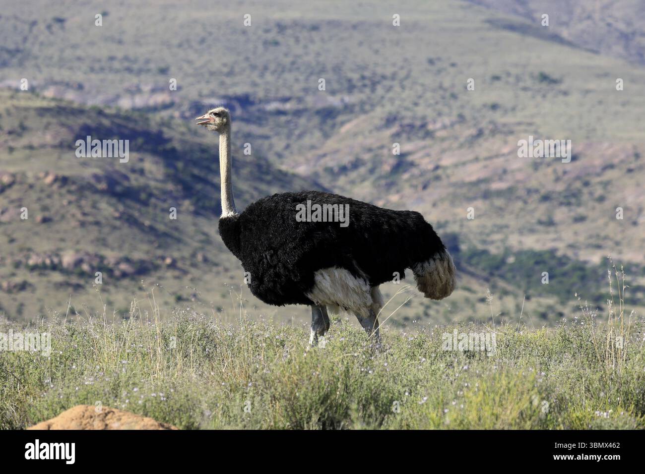 South African ostrich (Struthio camelus australis), adult, male ...