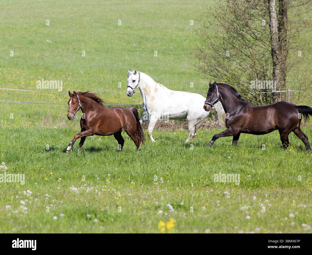 Beautiful three colored horse hi-res stock photography and images - Alamy