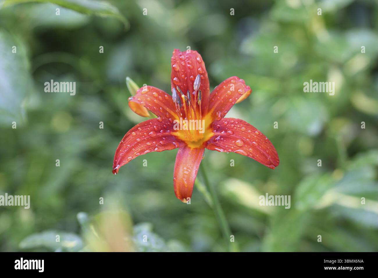 Hemerocallis fulva hi-res stock photography and images - Alamy