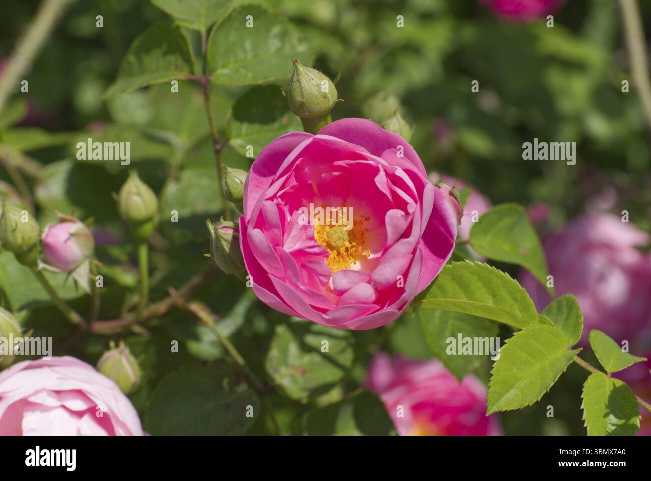 Open flower shrub rose hi-res stock photography and images - Alamy