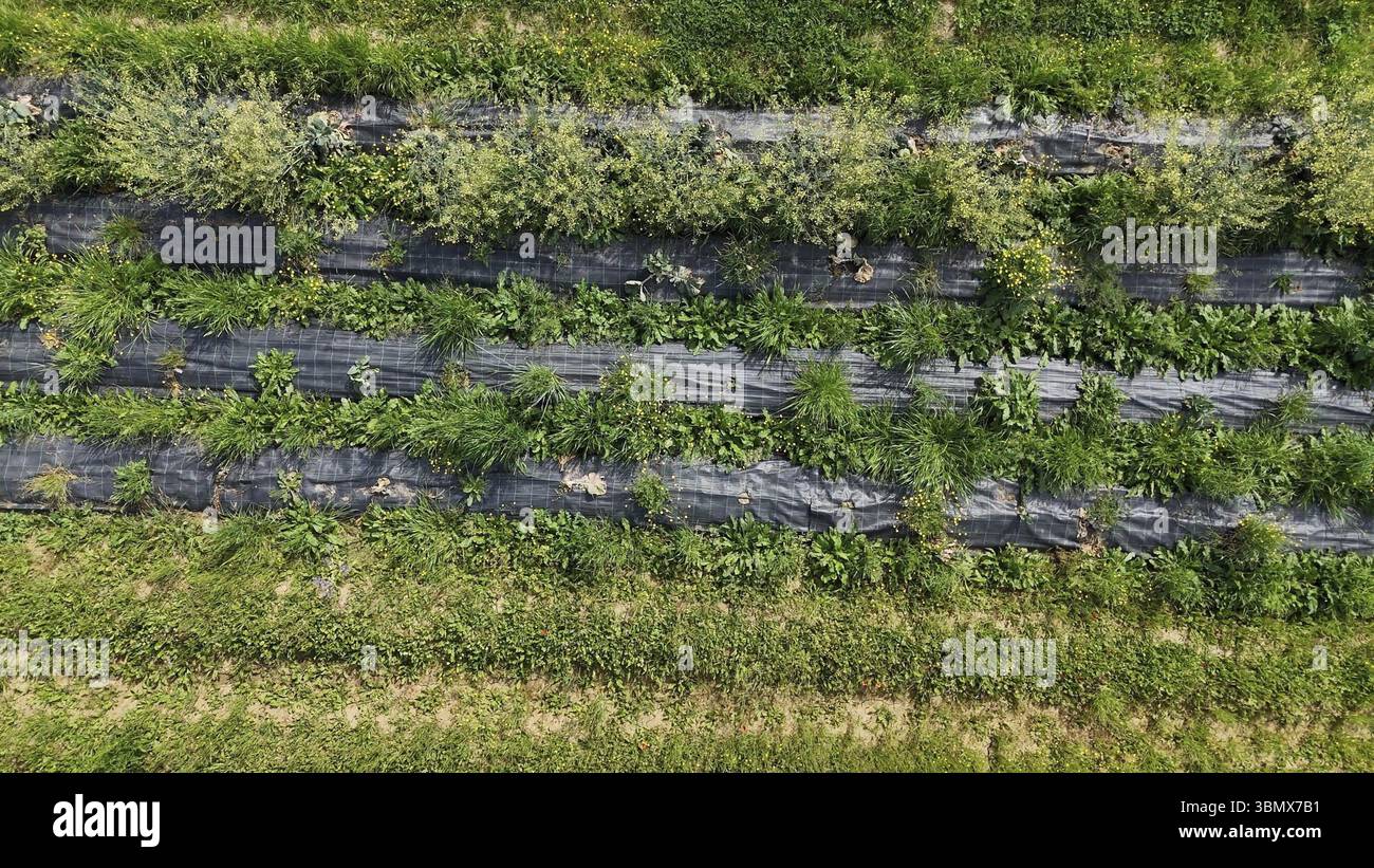 Rows of Crops or Weeds Growing Through Black Plastic Sheeting Used in ...