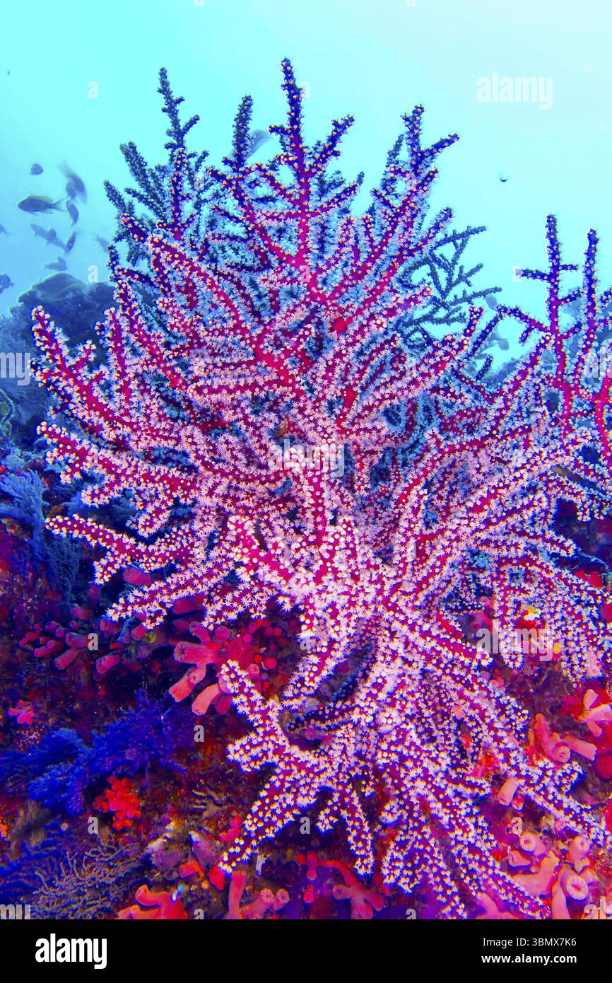 Multi-branched Coral Trees, Soft Coral, Reef Building Corals, Coral ...
