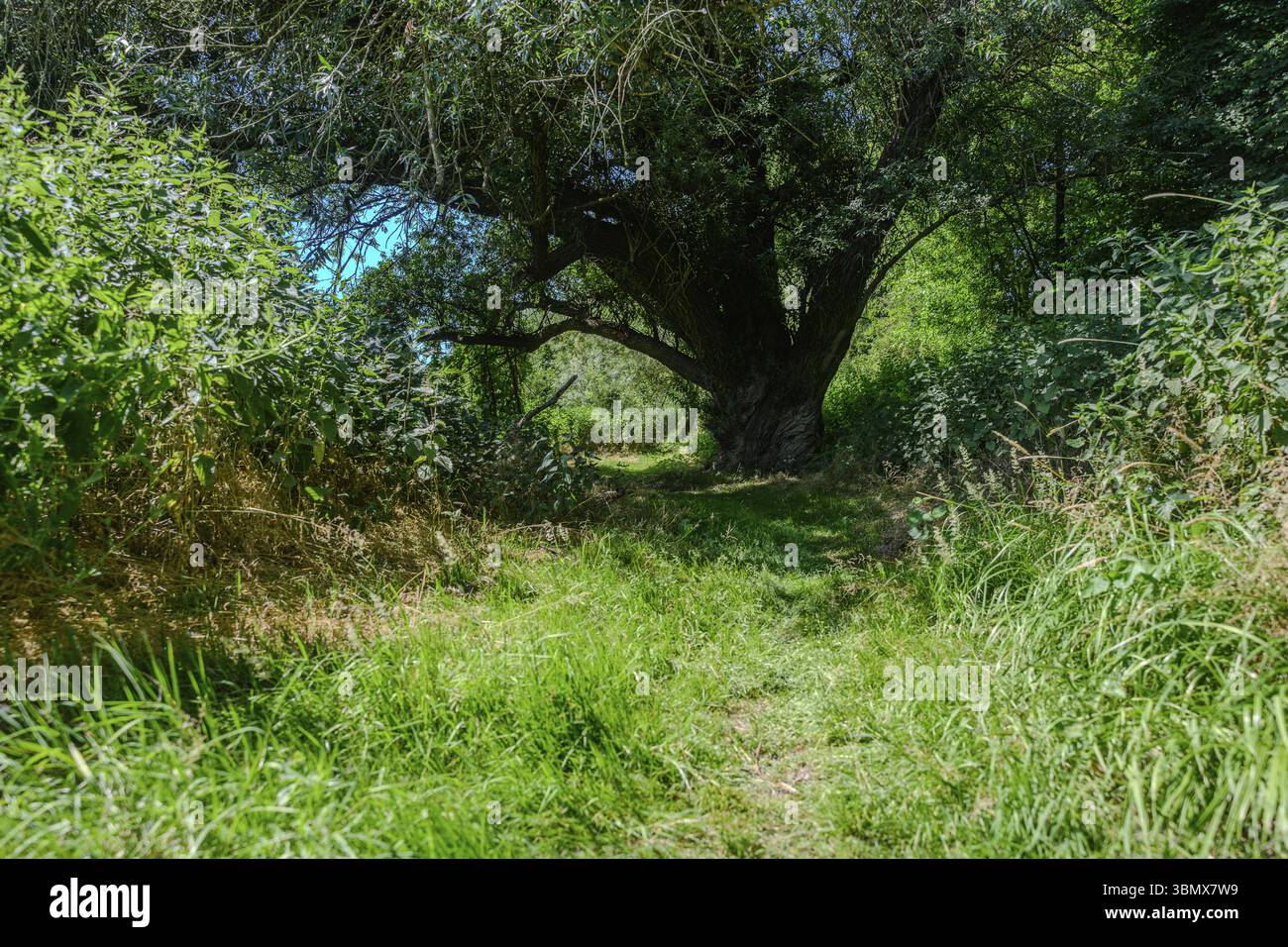 Green forest path, flanked by dense bushes and a large tree, Bogen ...