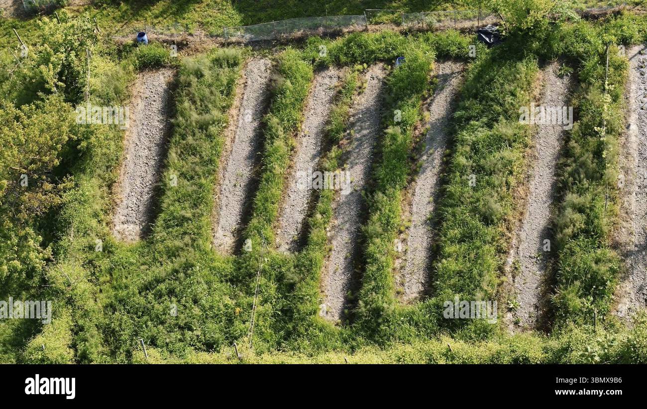 Aerial View of Agriculture Land with Crop Rows and Green Vegetation ...