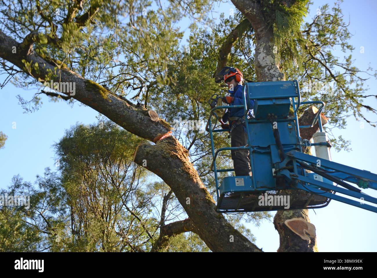GREYMOUTH, NEW ZEALAND, 2025: Sawdust flies as an arborist cuts the ...