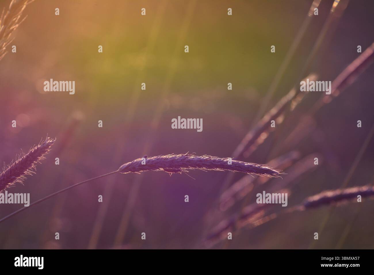 Grasses at sunset with beetle on plant in backlight, with warm yellow ...