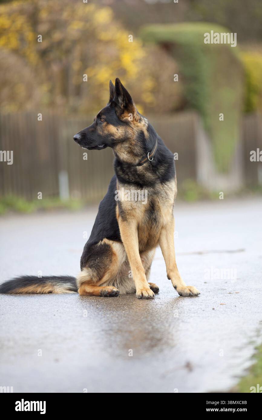 Dog German Shepherd sit on street Stock Photo - Alamy