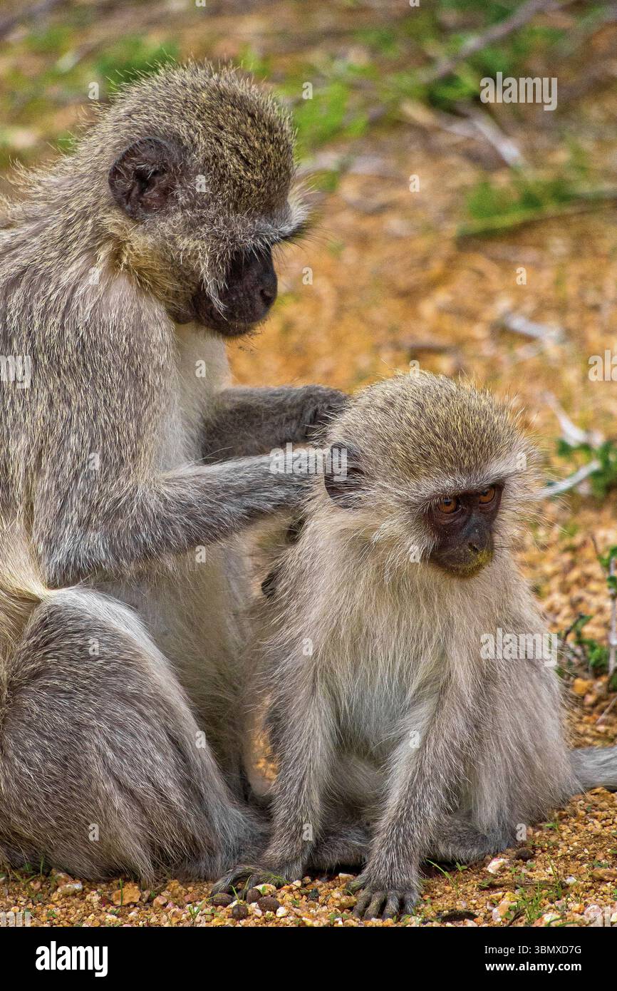 Vervet Monkey, Cercopithecus aethiops, Kruger National Park, Mpumalanga ...