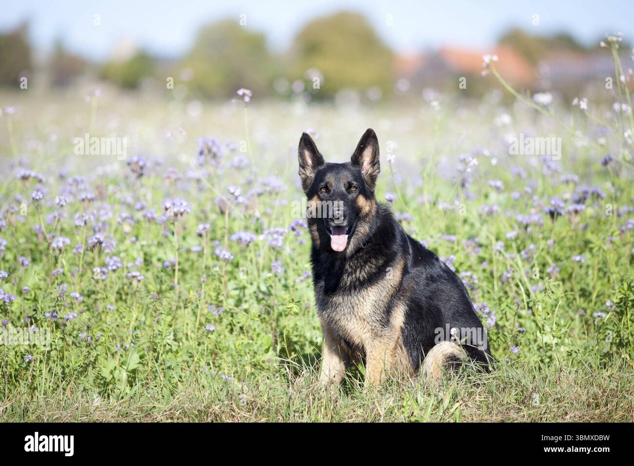 Dog German Shepherd sit in purple flower field portrait Stock Photo - Alamy