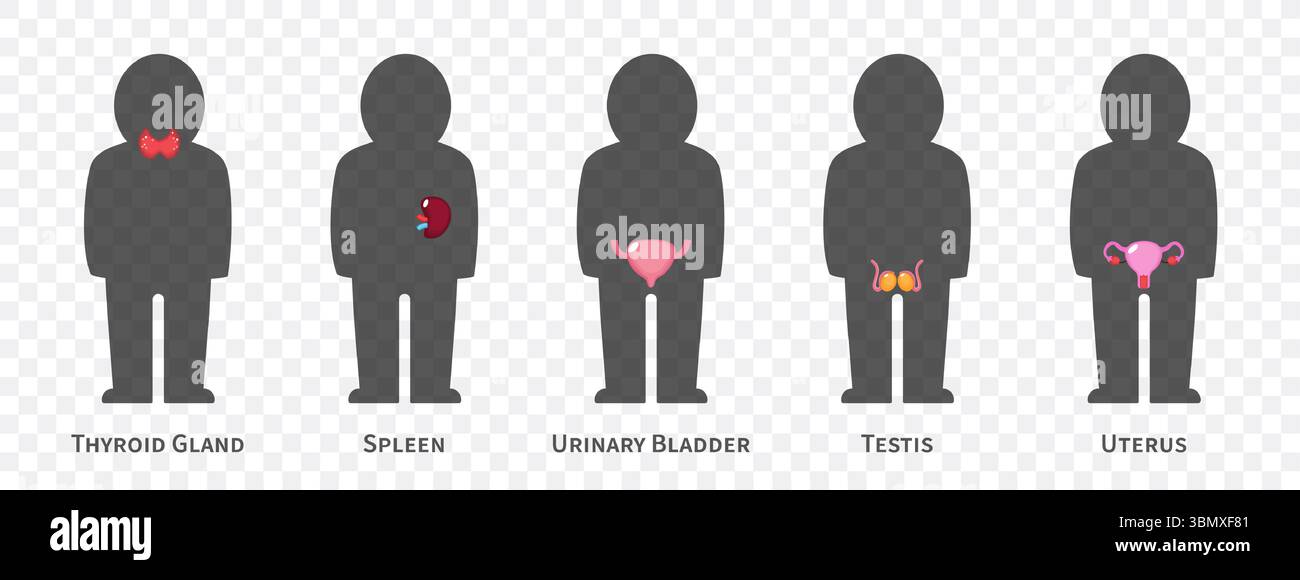 The human body systems cartoon illustration Set 3 of 3. Includes ...