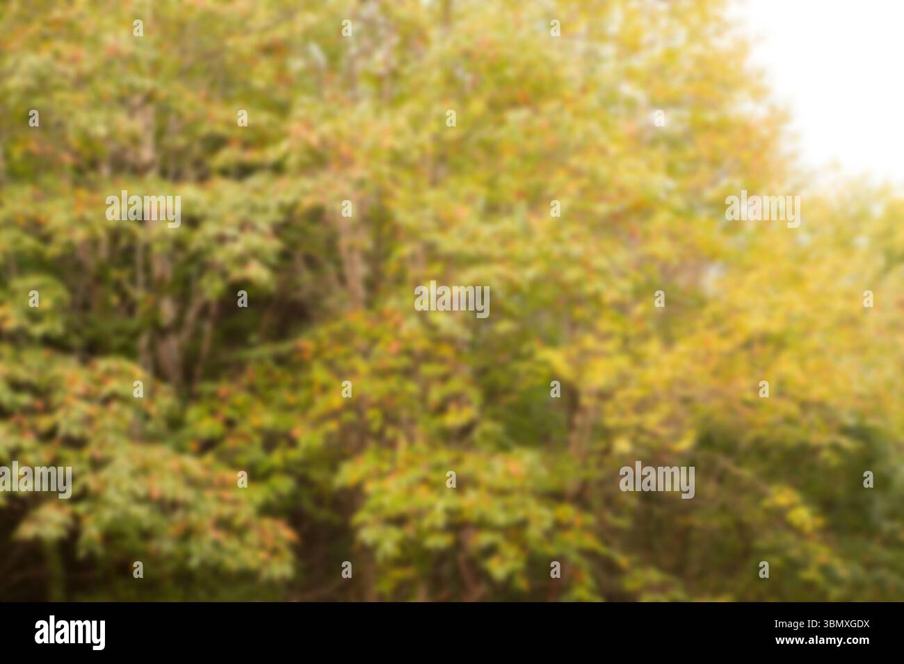 Fresh field trees horizon hi-res stock photography and images - Alamy