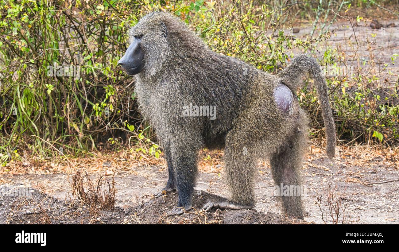 Wild baboon with thick fur in a natural African habitat in Uganda Stock ...