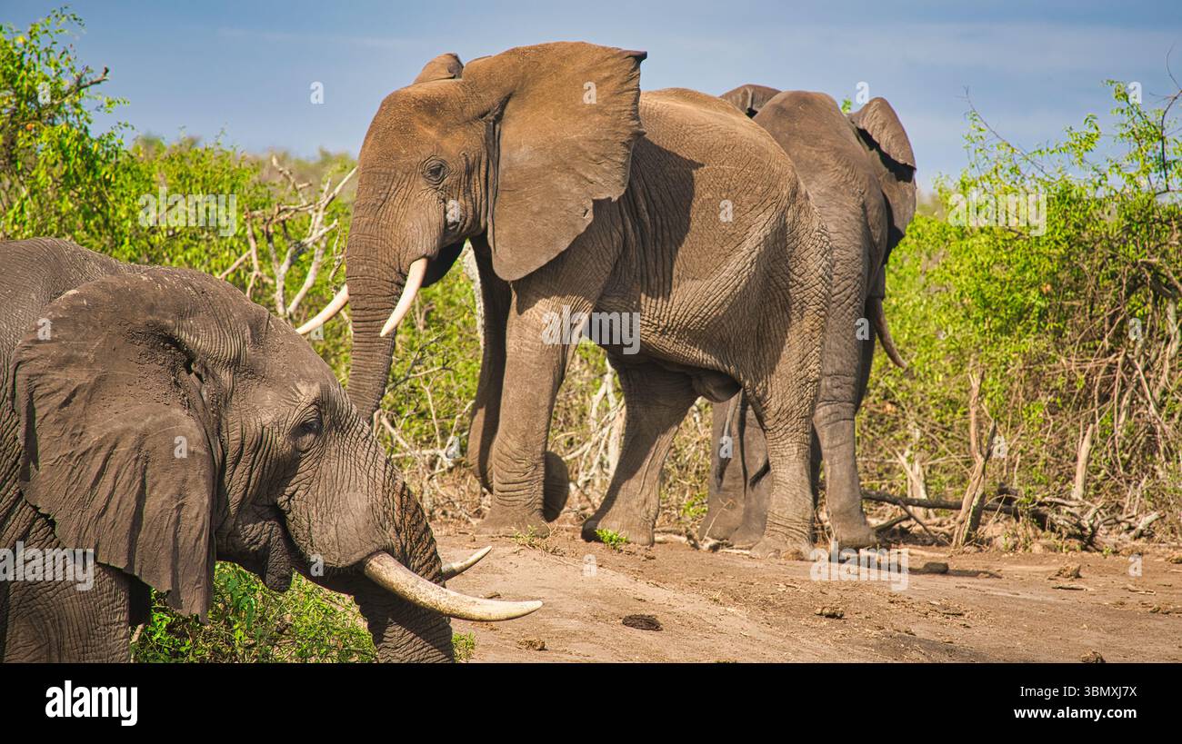 African elephants walking through bushland in western Uganda Africa ...