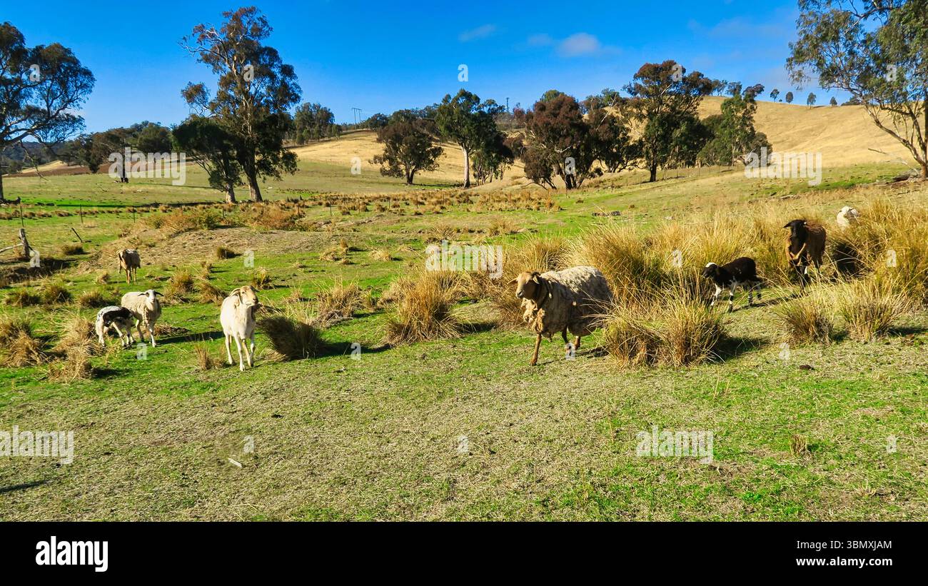 Dorper sheep and lambs walk through grassy paddock on Mt Adrah farm under clear skies Stock ...