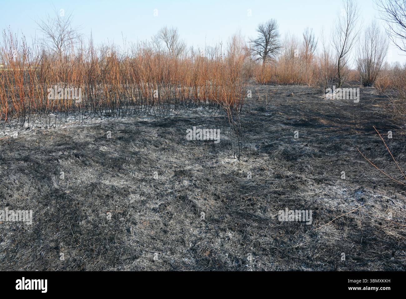 Landscape trees bushes burned hi-res stock photography and images - Alamy