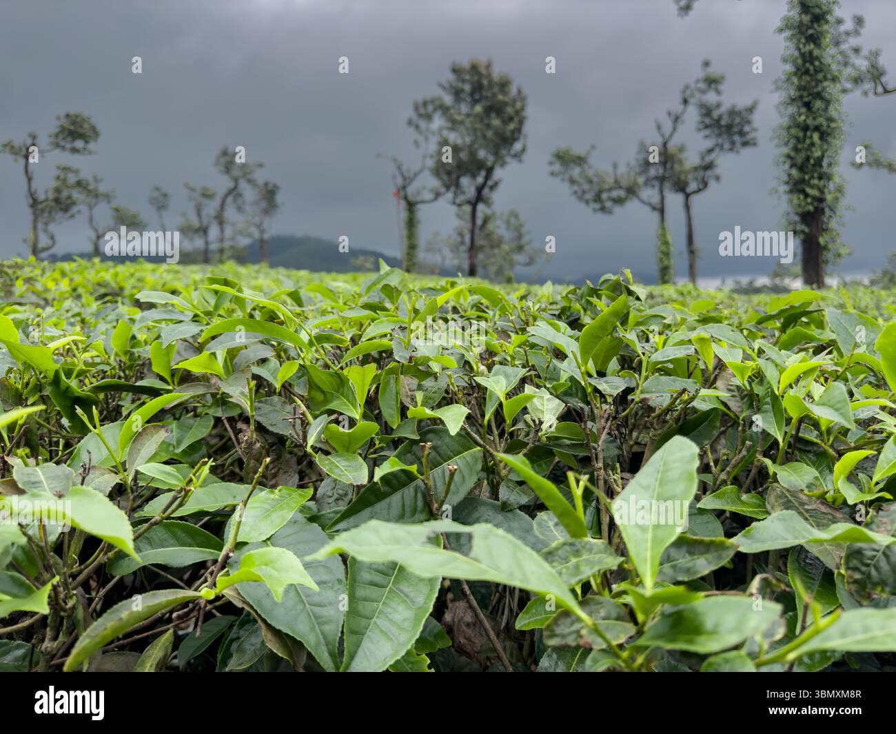 Poopara hi-res stock photography and images - Alamy
