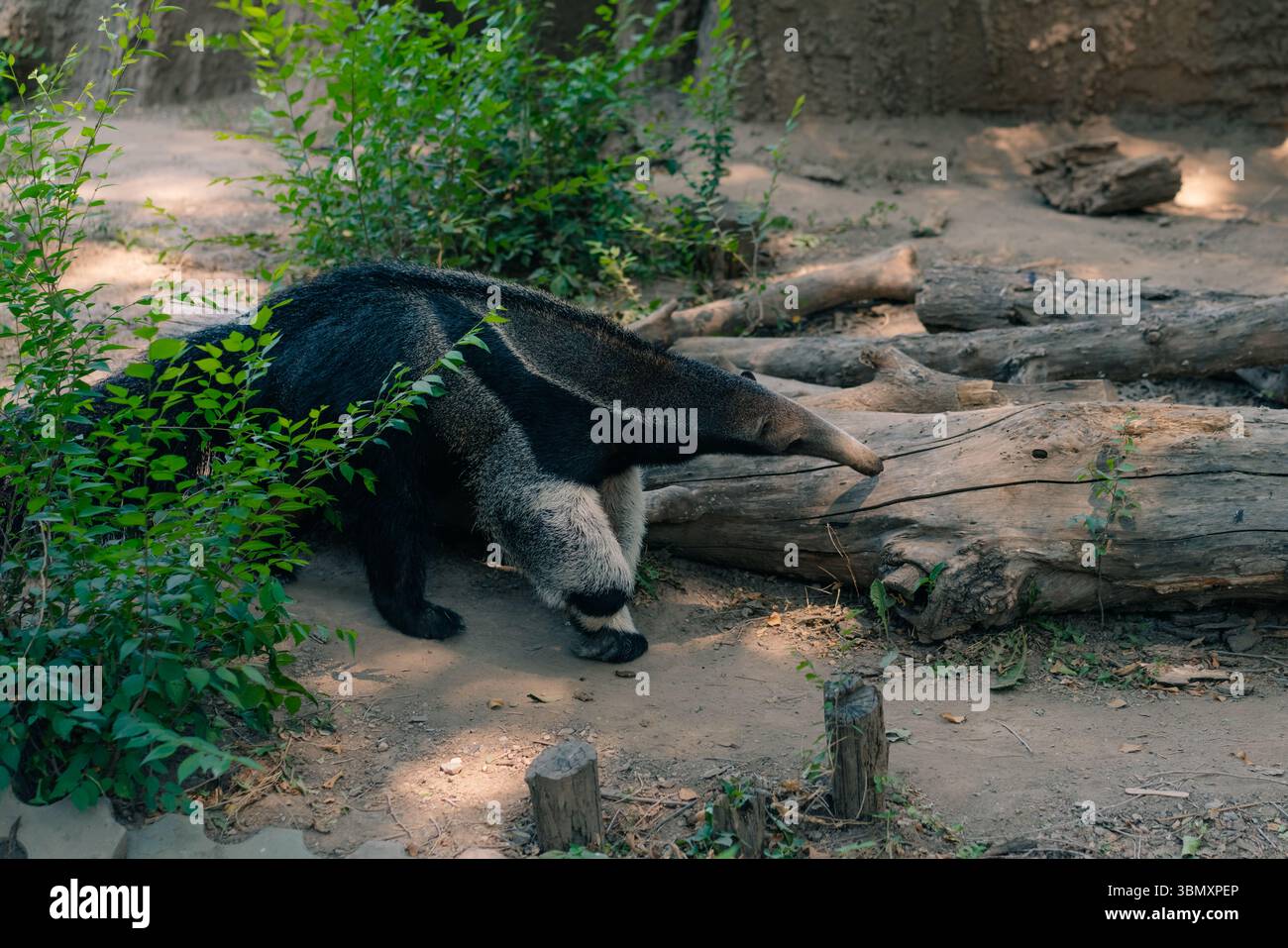 Giant anteater cute animal in Zoo Bejing. Myrmecophaga tridactyla ...
