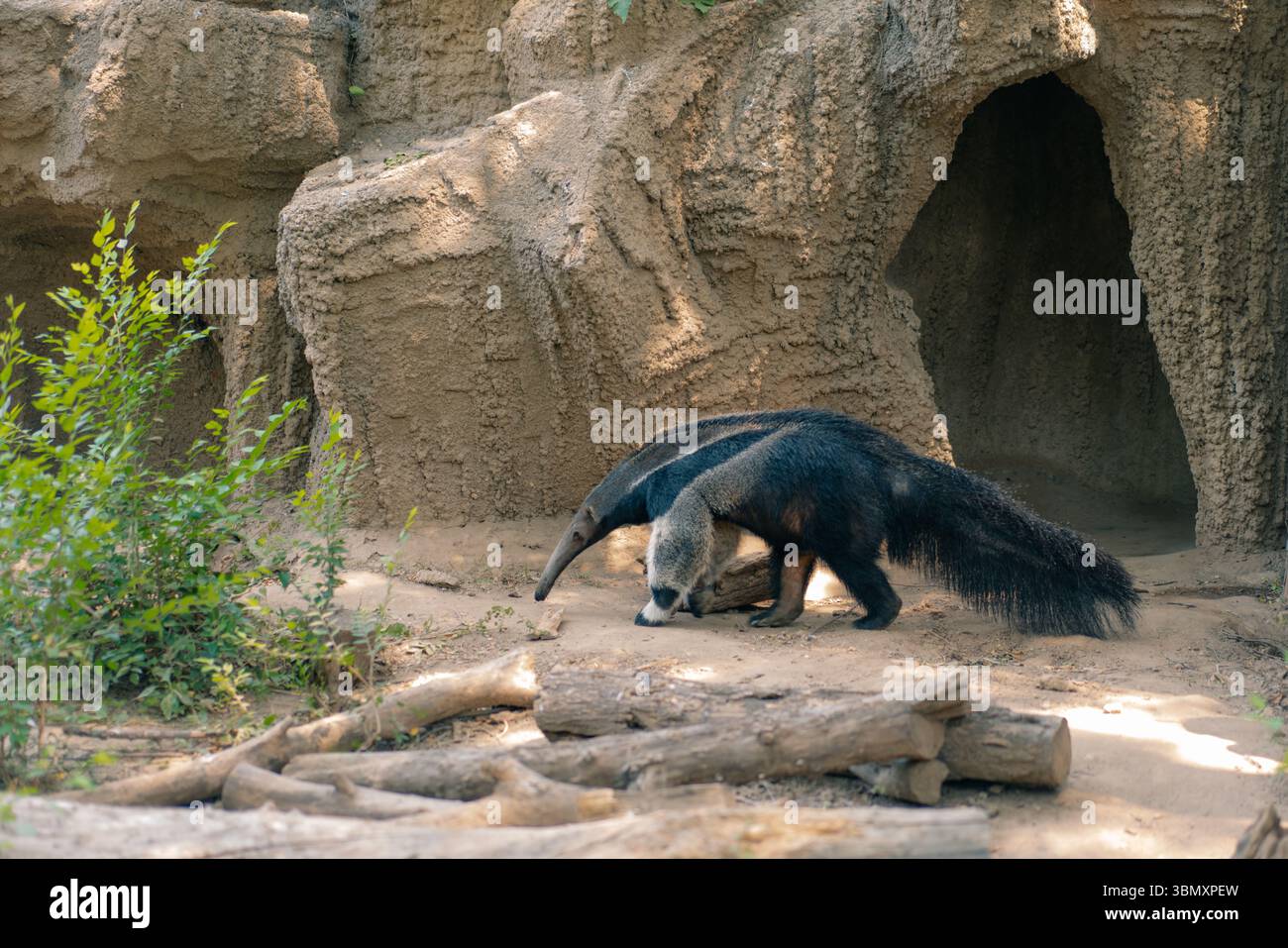 Giant anteater cute animal in Zoo Bejing. Myrmecophaga tridactyla ...
