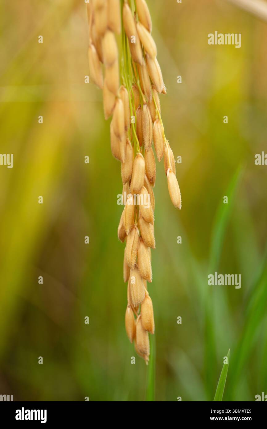 Hunan rice planting hi-res stock photography and images - Alamy
