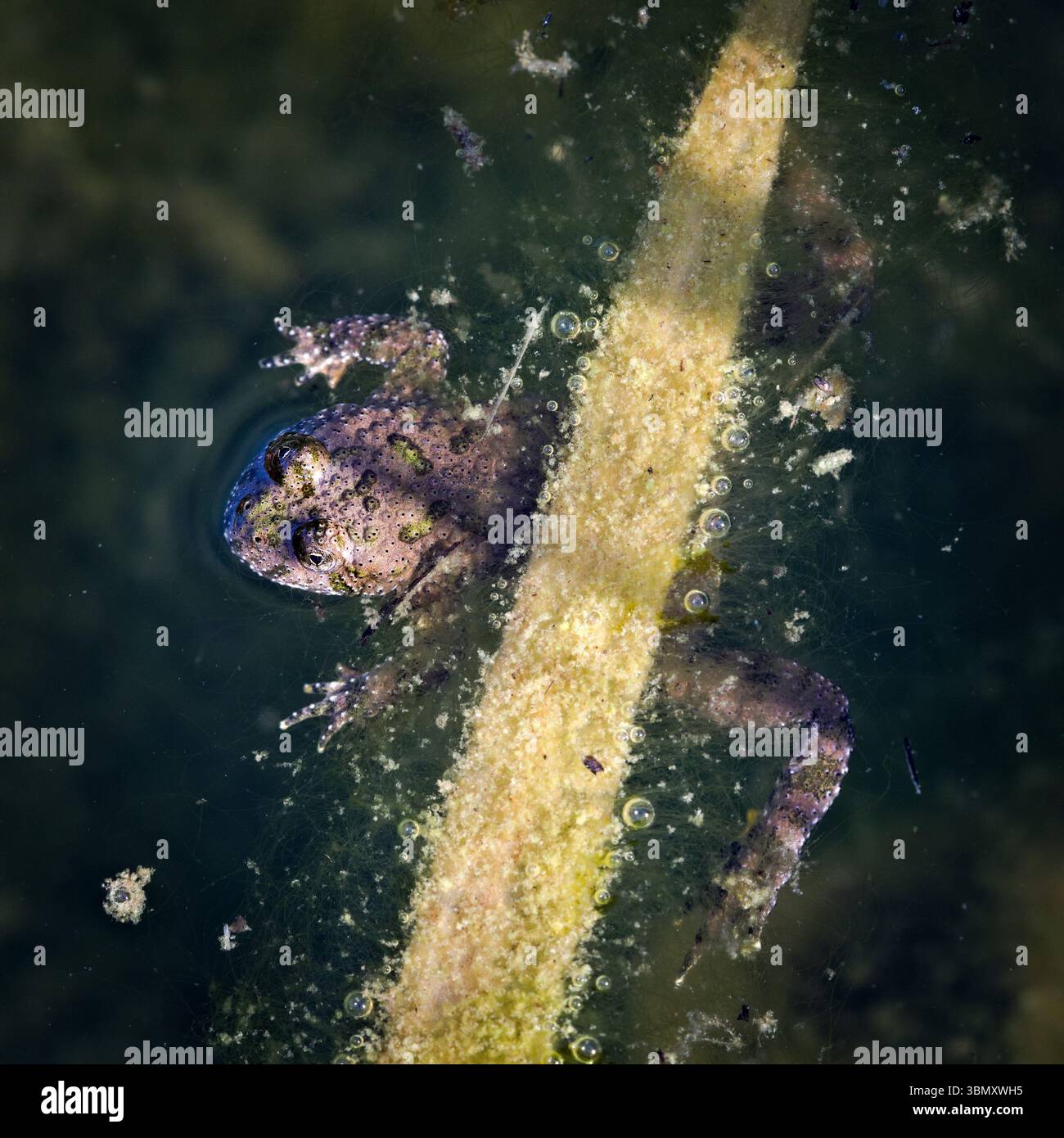 Bombina Variegata aka yellow-bellied toad baby is resting in the pond ...