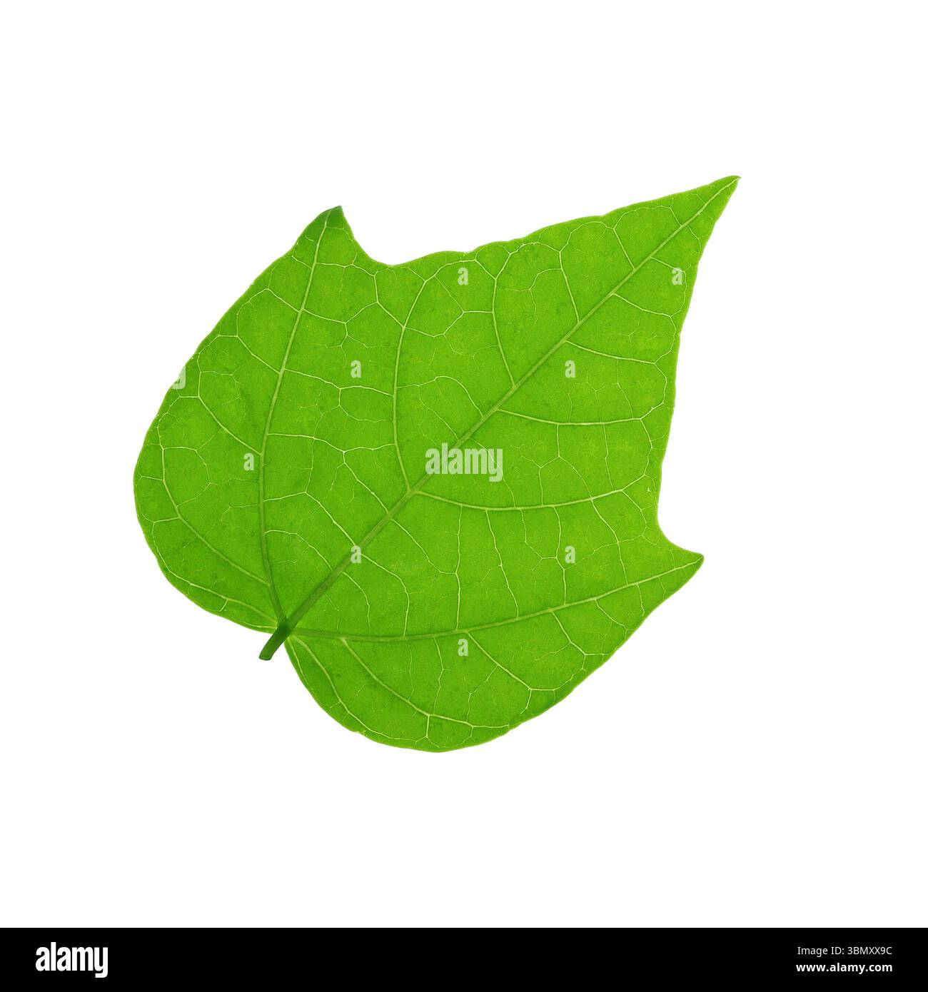 V shaped leaf Cut Out Stock Images & Pictures - Alamy