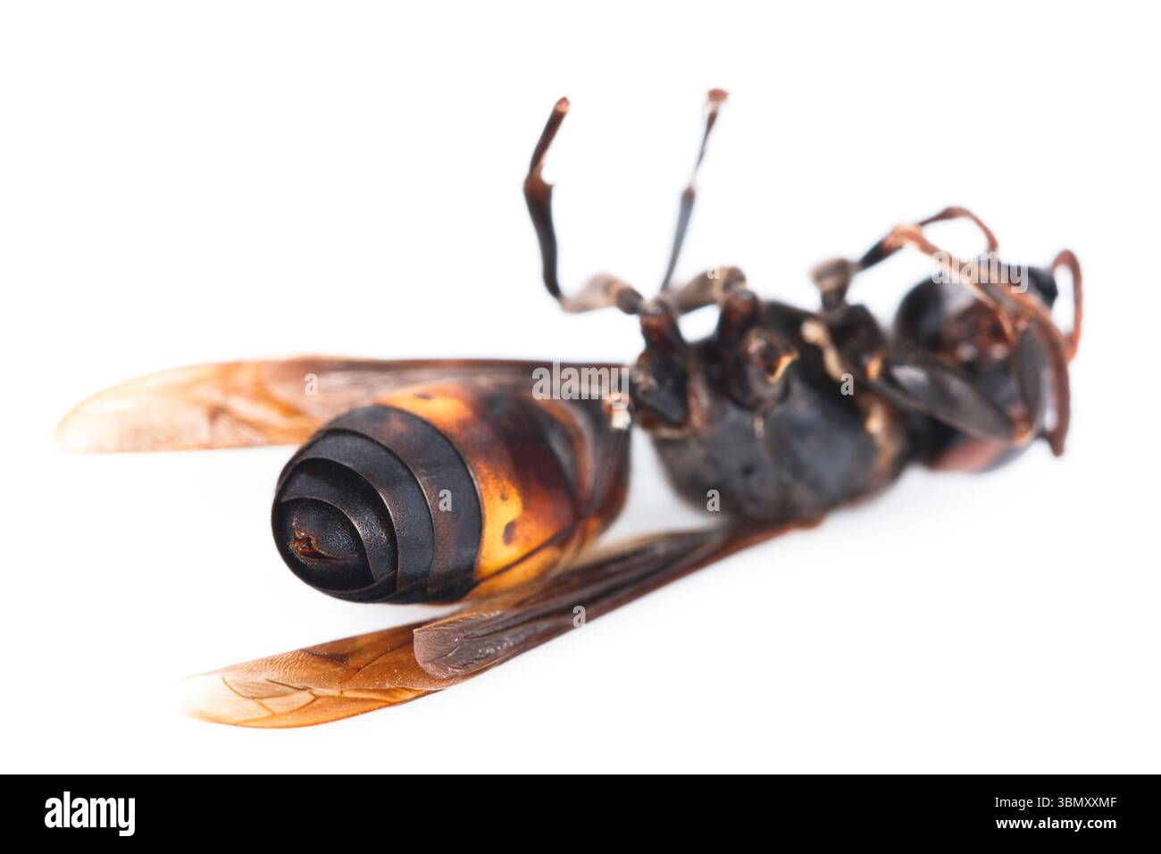 Real dead body hi-res stock photography and images - Alamy