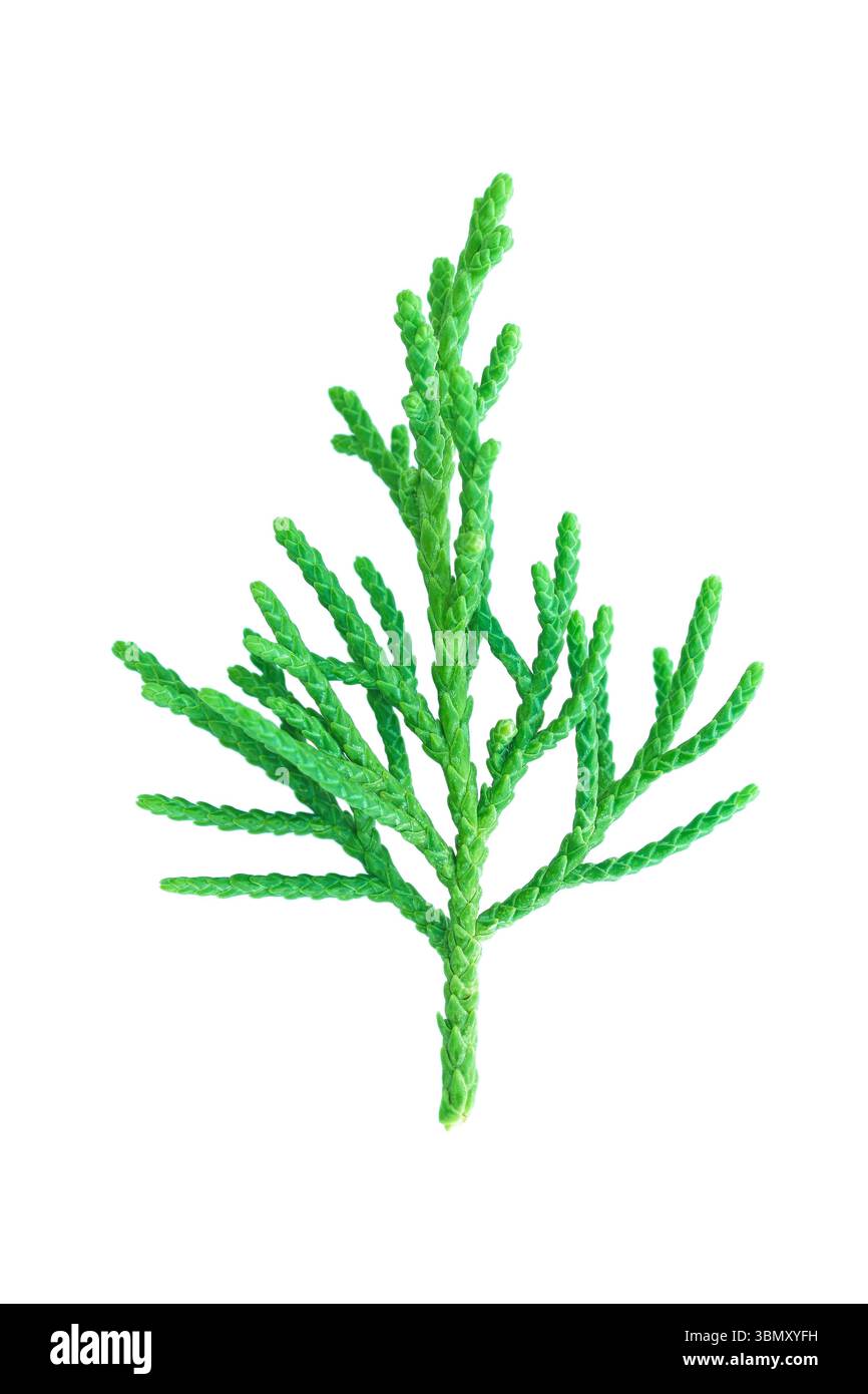 Tropical branch leaves icon Cut Out Stock Images & Pictures - Alamy