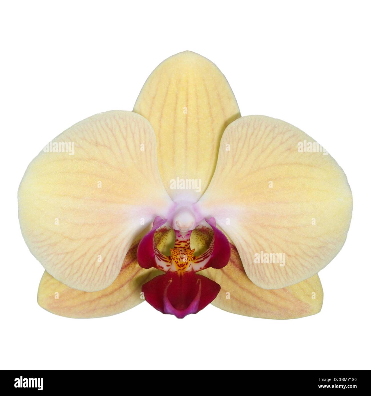 Unique orchid Cut Out Stock Images & Pictures - Alamy