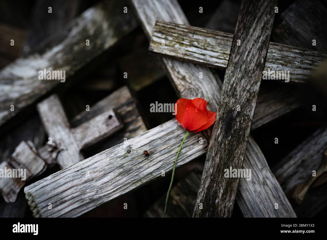 War memorial with red poppy flower and crosses. World War remembrance ...