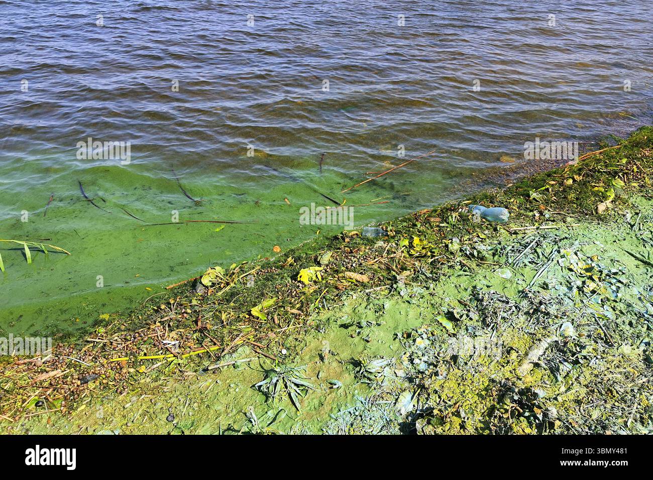 Water pollution by blooming blue green algae - is world environmental ...