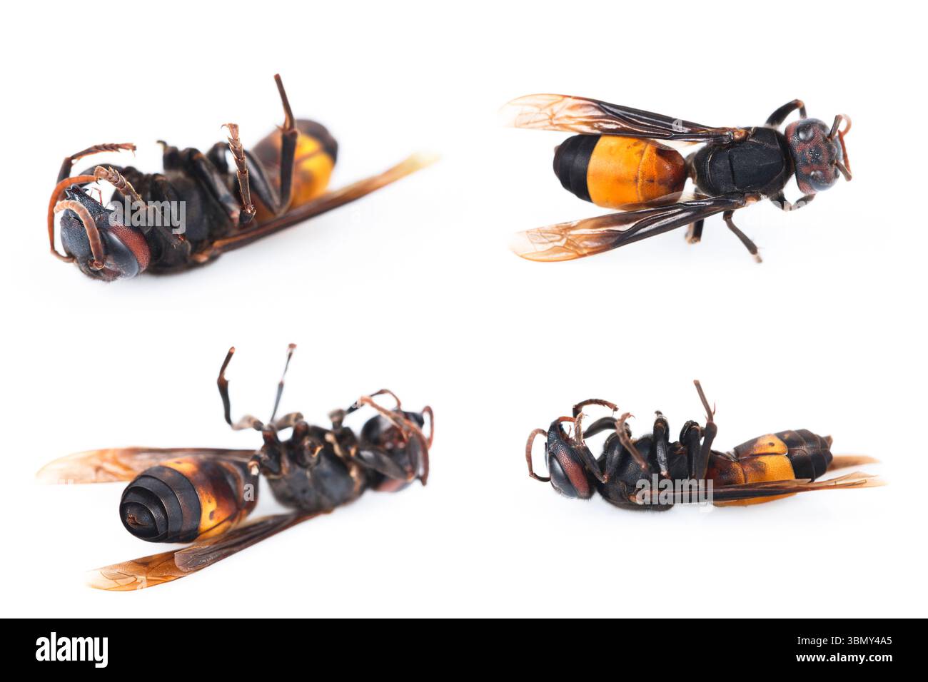 Dead wasps isolated on hi-res stock photography and images - Alamy