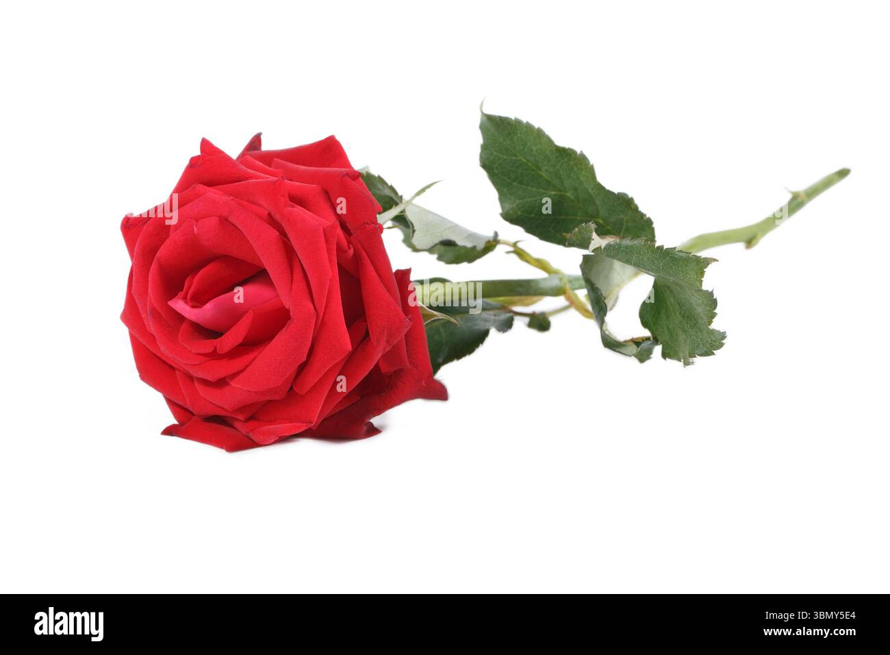 White unique rose Cut Out Stock Images & Pictures - Alamy