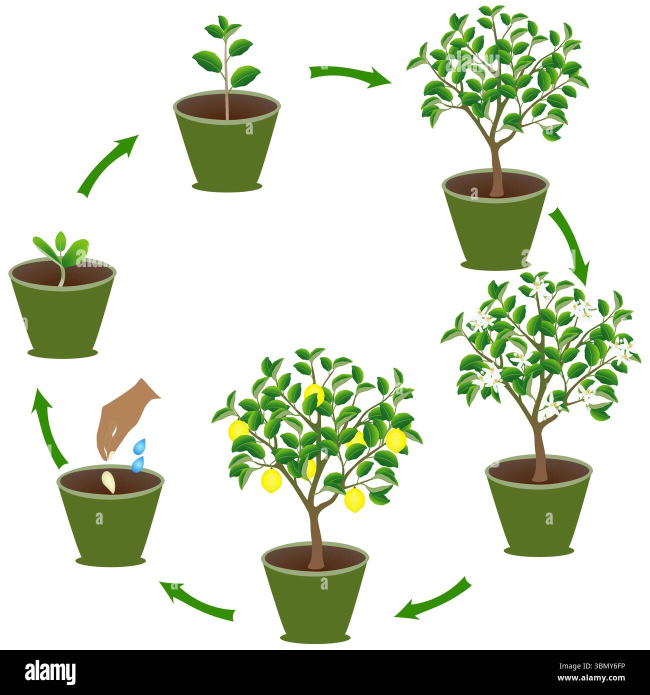 Life cycle of lemon in a pot on a white background Stock Vector Image ...