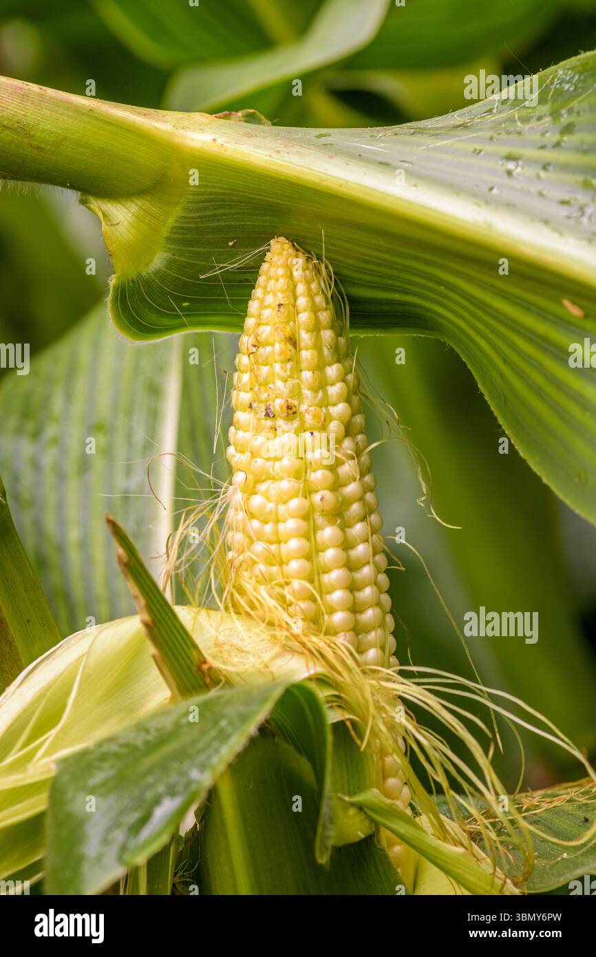 corn cob in the corn field just before harvest Stock Photo - Alamy