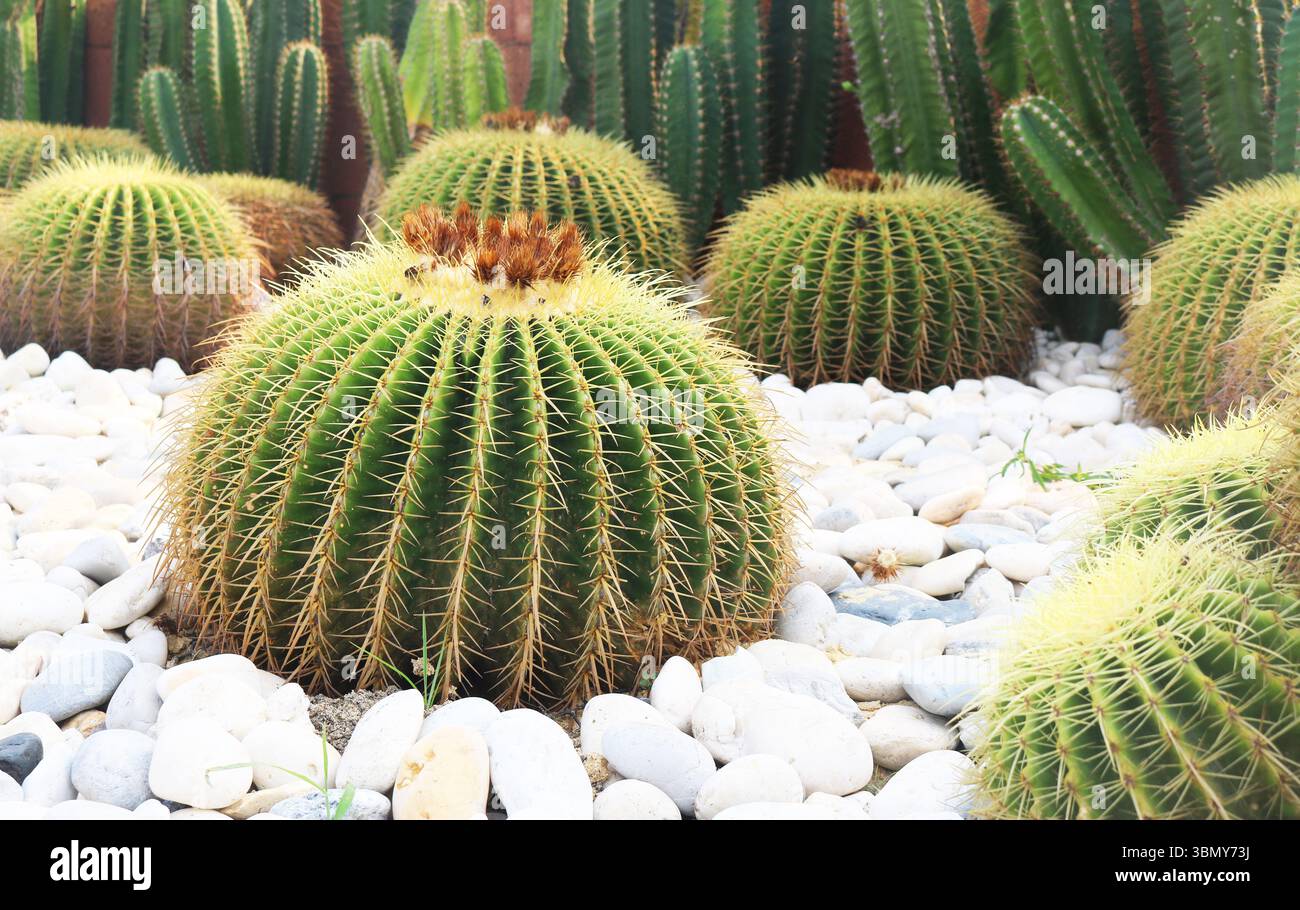 Close-up golden barrel cactus plant Stock Photo - Alamy
