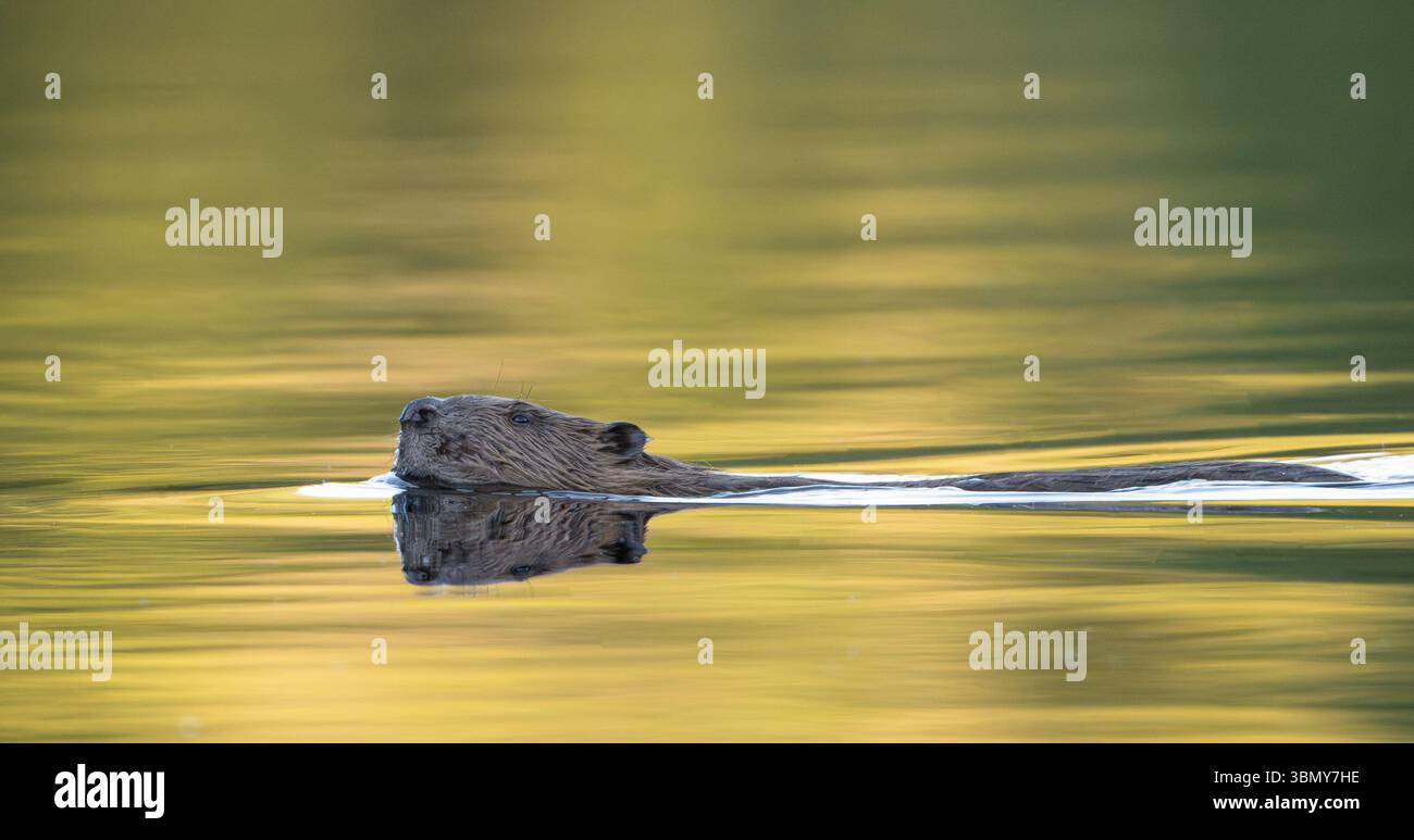 A Eurasian beaver (Castor fiber) swims through a tranquil loch in ...