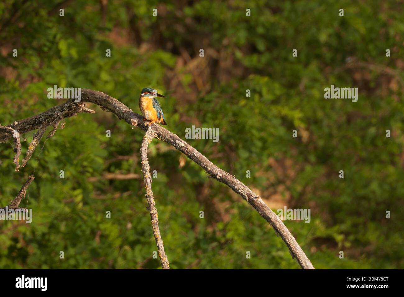 bright colorful orange-blue kingfisher bird sits on a snag among green ...