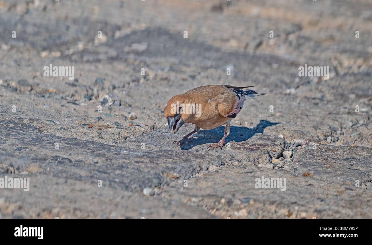 Desert Finch (Rhodospiza obsoleta) is seen in the south-eastern parts ...
