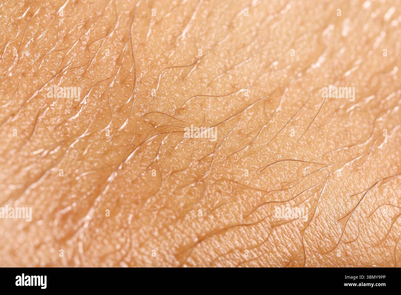 Anatomy human skin hair hi-res stock photography and images - Alamy