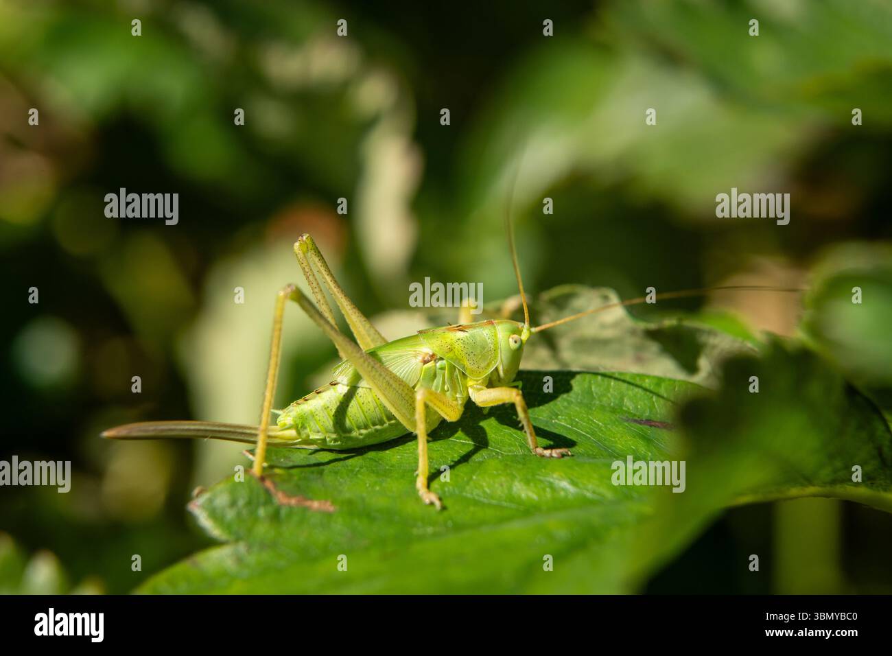 29 June 2025, Baden-Württemberg, Rottweil: A green grasshopper clings ...