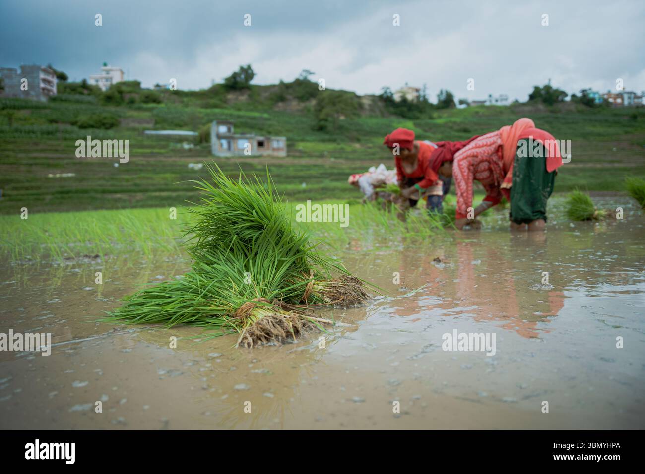 June 29, 2025, Lalitpur, Bagmati, Nepal: Farmers plant rice seedlings ...