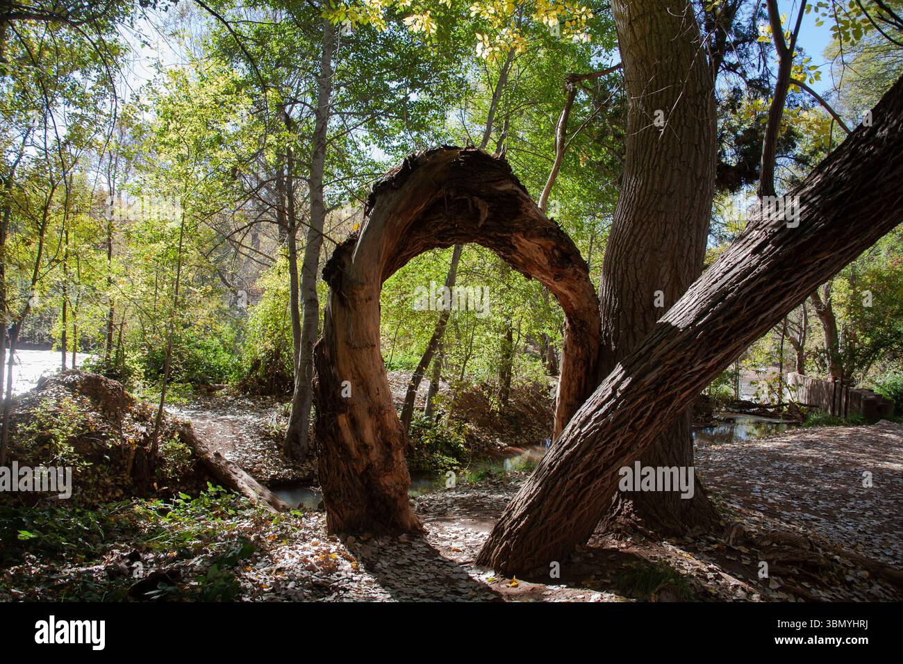 Trees in a protected forest of Sedona, Arizona, USA Stock Photo - Alamy