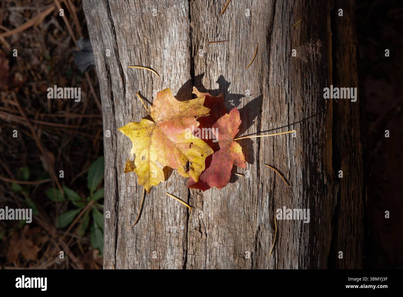 Arizona fall colors hi-res stock photography and images - Alamy