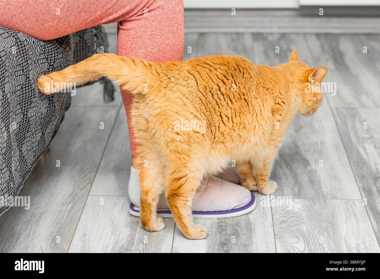 Domestic cat rubbing against legs hi-res stock photography and images ...