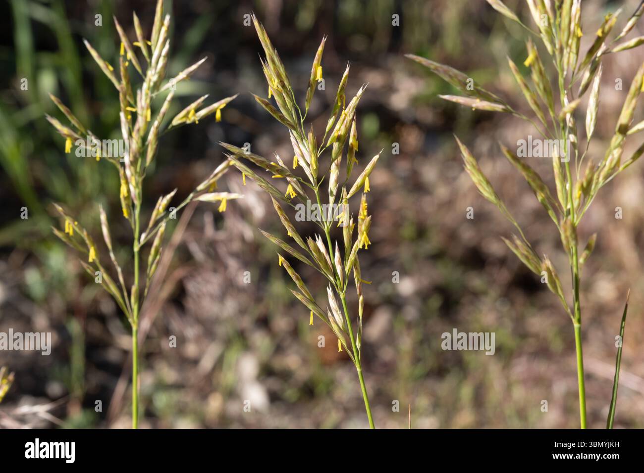 Brome grass stalks nod in the wind at the Grand Canyon, Arizona, USA ...