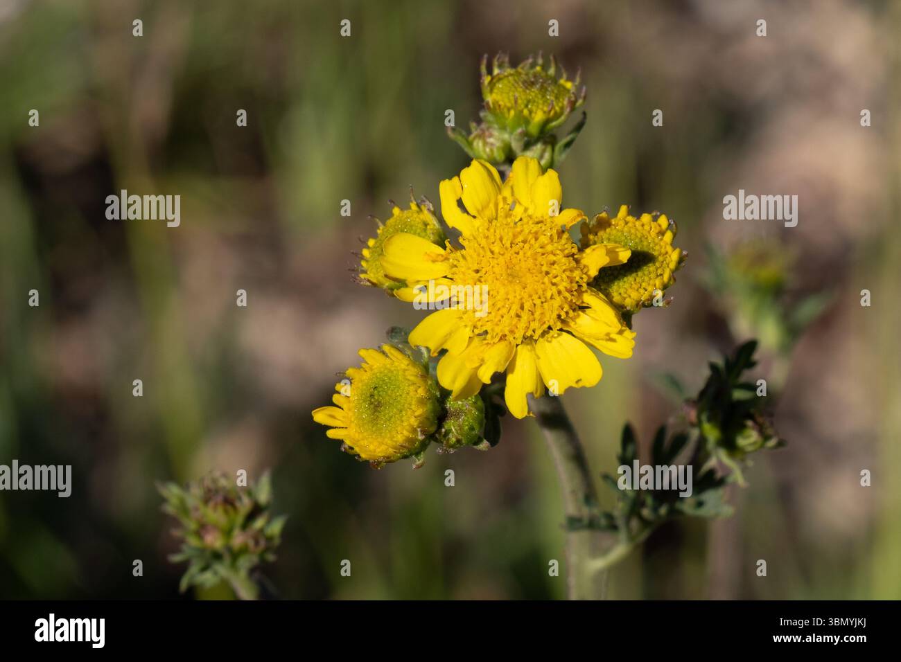 Daisy wheel lemon French Marigold Flower, Grand Canyon, USA Stock Photo ...